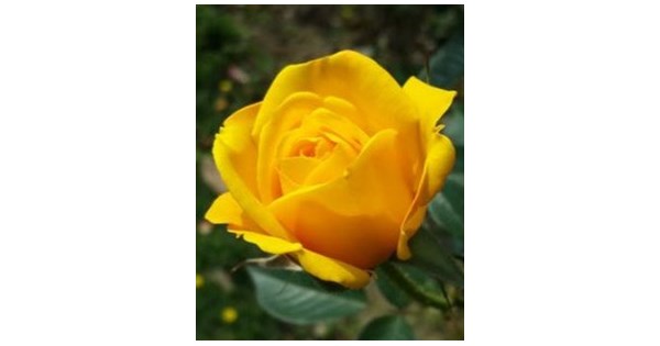 Maxine Miller Obituary (2024) - Ruidoso, NM - LaGrone Funeral Chapel ...
