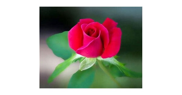 Davy Edward Clark Obituary (2025) - Odessa, TX - Acres West Funeral ...