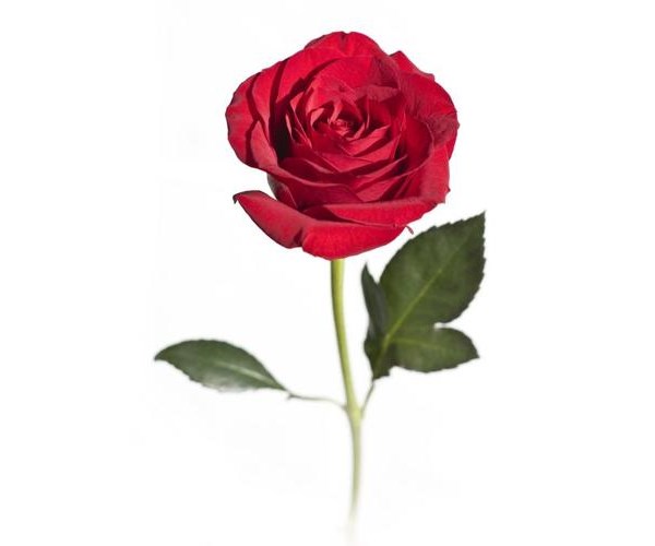 Marion F. Perry Obituary (2026) - Louisburg, NC - Richardson Funeral ...