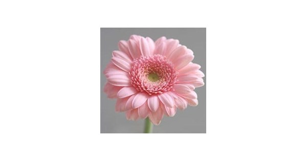 Ms. Margaret Winn Smotherman Obituary (2023) - Nashville, TN - Spring ...