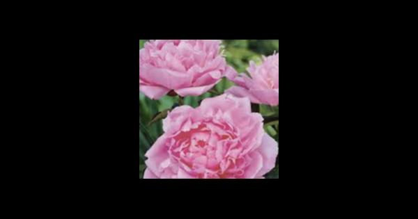 Vera Mae Townsend Obituary (2023) - Chicago, IL - Johnson's Funeral ...