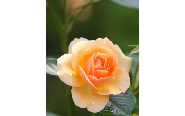 Rebecca Ann Cook Obituary (2025) - Portland, MI - Lehman Funeral Home ...