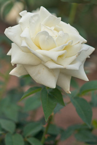 Mary Ann Ethier Obituary (2025) - Wilmington, MA - Casper Funeral ...