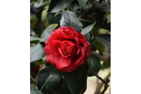 Virginia Fajardo Obituary (2025) - Visalia, CA - Hadley Marcom Funeral ...