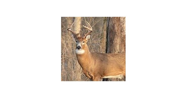 Mr Ronald Eugene "Ronnie" Abrams Obituary (2025) - Alexander City, AL ...