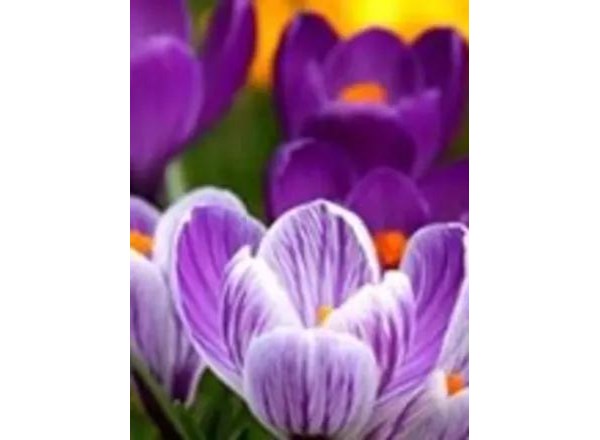 Tina Renee Grim Obituary (2024) - Anderson, SC - The McDougald Funeral ...
