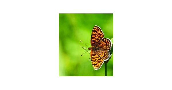 Fannie Miller Mangum Obituary (2022) - Rock Hill, SC - Greene Funeral ...