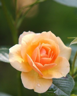 Kathryn Prosser Obituary and Online Memorial (2026)