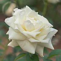Leona Hall Obituary and Online Memorial (2025)