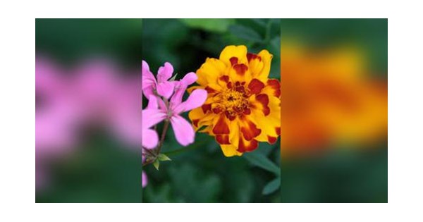 Martha M. Donaldson Obituary (2022) - Highland Falls, NY - William F ...
