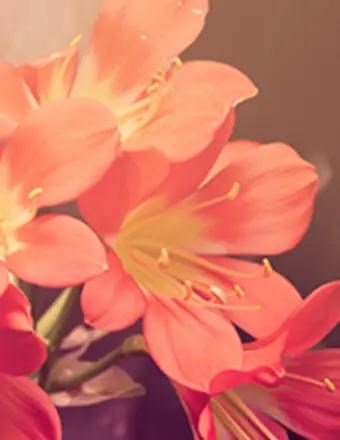 Sandra Rae Eichenauer Obituary (2025) - Delton, MI - Williams-Gores ...