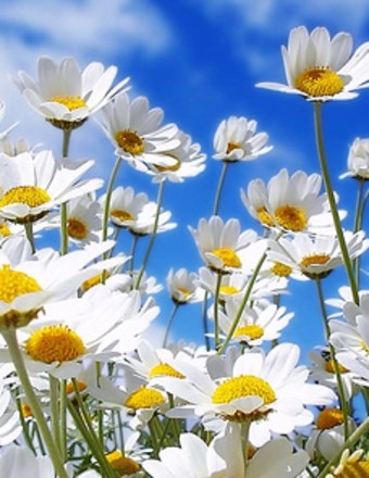 Nancy Louise McClung Obituary (1938 - 2026) - Orient Hill, WV - WVVA