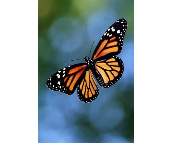 Myra Reed Obituary (2023) - Tipton, IN - Young-Nichols Funeral Home