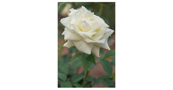 Lawrence Petroni Obituary and Online Memorial (2025)