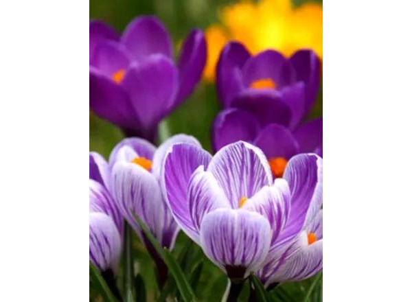 Shirley Raye Grubb Obituary (2025) - Lexington, KY - Kerr Brothers ...