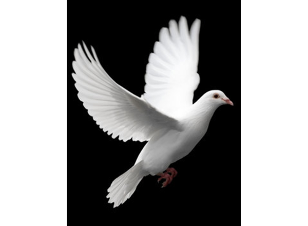 Chad E Harrison Obituary (2026) - Phoenix, AZ - Best Funeral Services ...
