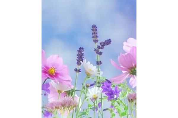 Maria Luisa Arias Obituary (2025) - San Pablo, CA - Wilson & Kratzer ...