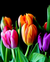 Judith Matlock Obituary (2026) - Memphis, TN - Superior Funeral Home ...