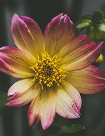 Sharon Christensen Obituary (2025) - Naples, FL - Beachwood Society ...