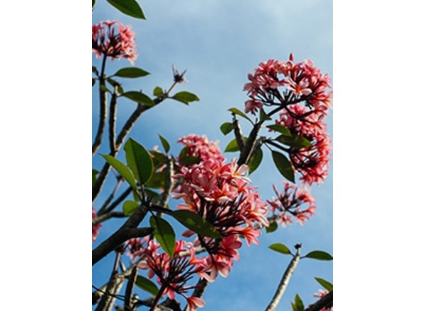 June R. Ramsey Obituary (2026) - Zephyrhills, FL - Coastal Cremations ...