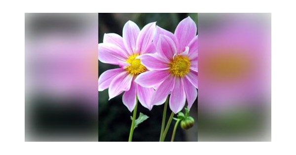 Barbara Ann Flock Obituary (2023) - Vinita, OK - Burckhalter-Highsmith ...