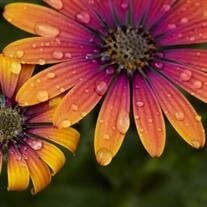Nancy Faye Smith Obituary (2025) - Pickford, MI - Family Life Funeral ...