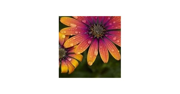 Nancy Faye Smith Obituary (2025) - Pickford, MI - Family Life Funeral ...