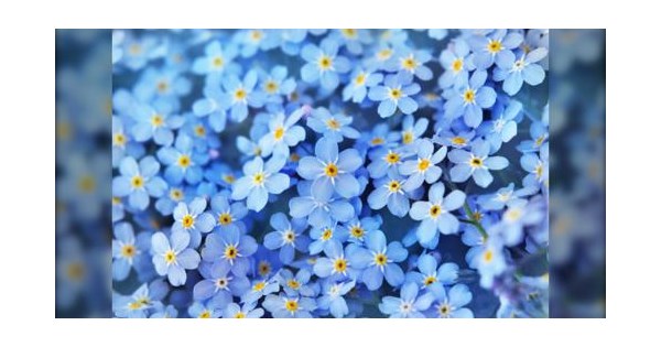 Sharon A. Larson Obituary (2025) - New Braunfels, TX - Lux Funeral Home ...