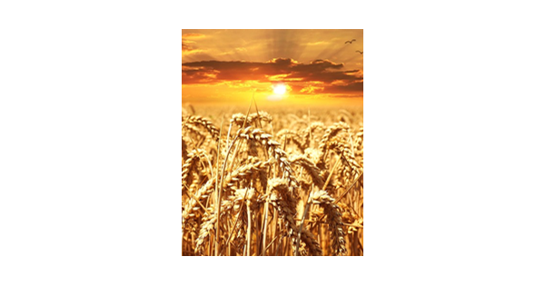 Ronald Philip Vigue Obituary (2025) - Panama City, FL - Kent-Forest ...