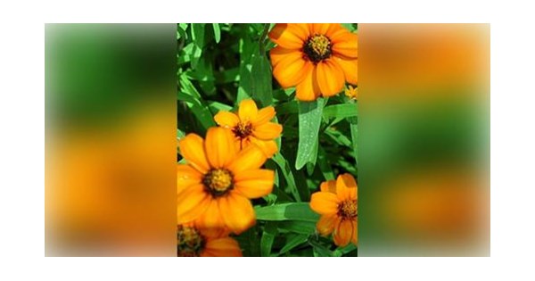 Mrs. Deborah Ruth Civitella Obituary (2023) - Dallas, GA - Benson ...