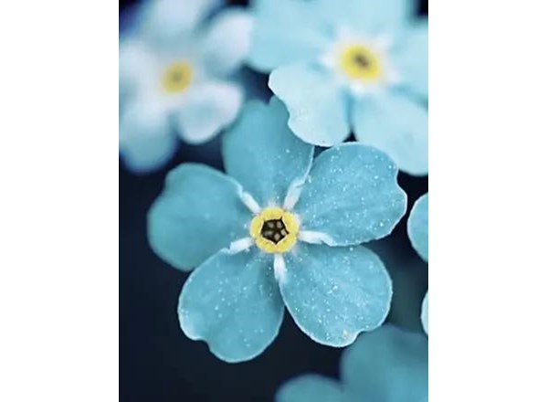 Sylvia Gilman Obituary (2024) - Rockville, MD - Going Home Cremation ...