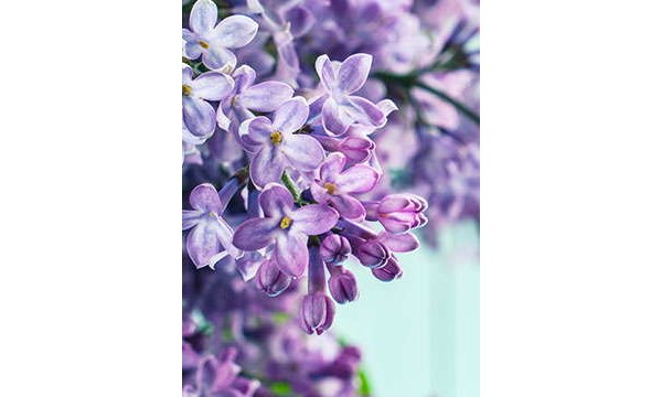 Ms. Ariel N. Foxx Obituary (2025) - Milwaukee, WI - Serenity Funeral ...
