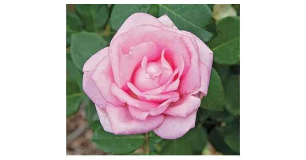 Deborah Elaine Nelson Obituary (2025) - Nashville, TN - Highland Hills ...