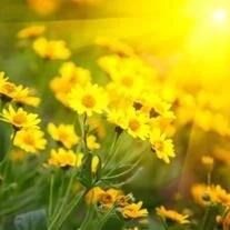 Jane Ann Vaughn Obituary (2026) - Carthage, MO - Ulmer Funeral Home ...
