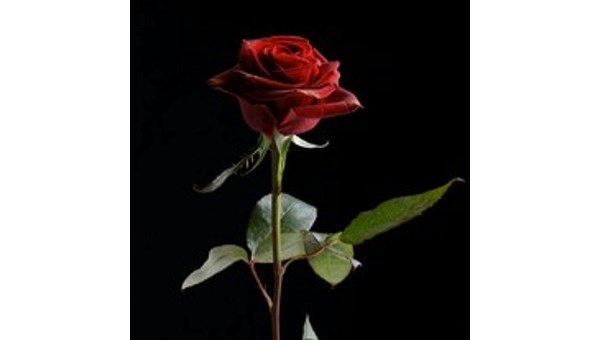 Sarah Ann Pearce Obituary (2026) - Wake Forest, NC - Lancaster Funeral ...