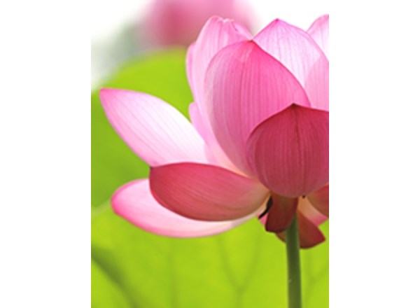 Esther R. Ledezma Obituary (2026) - El Paso, TX - Perches Funeral Home ...