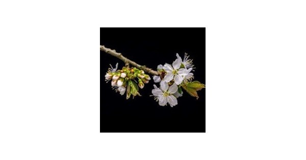 Gayle Sheila Duncan Obituary (2023) - Cresco, PA - Bolock Funeral Home ...