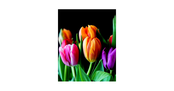 Paula Russell Obituary (2026) - Columbus, OH - Jerry Spears Funeral ...