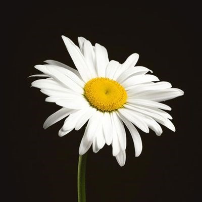Kelly Merritt Amick Obituary (2025) - Lexington, SC - Thompson Funeral ...