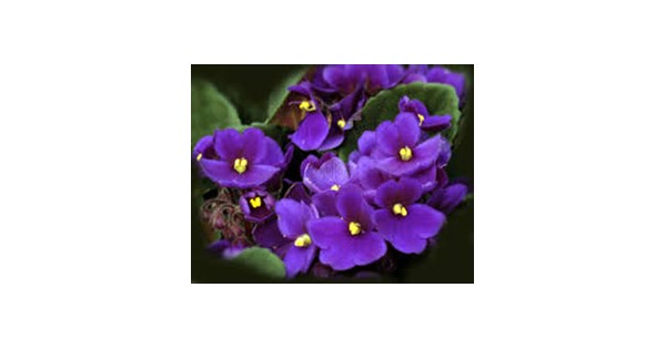 Mable Metcalf Reese Obituary (1943 - 2025) - Asheville, NC - 828 News Now