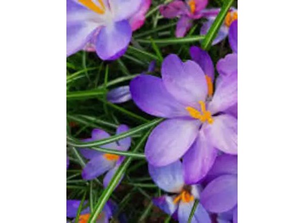 Beverly Ann Brazier Obituary (2024) - Pensacola, FL - Joe Morris & Son ...