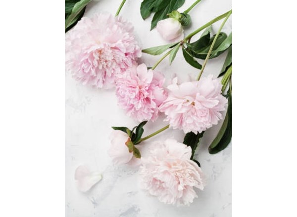 Barbara M. Ray Obituary (2025) - Tallahassee, FL - Beggs Funeral Home ...