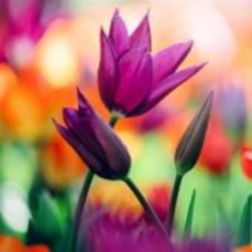 Willa Hankey Obituary and Online Memorial (2025)