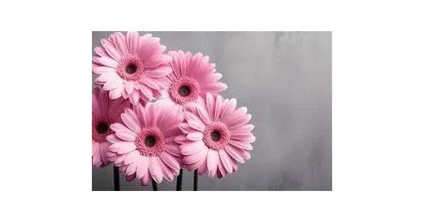 Sylvia Marie Chatman Obituary (2025) - Virginia Beach, VA - Altmeyer ...