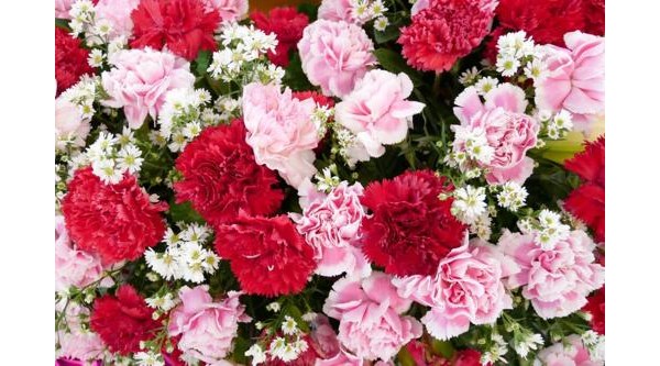 Joyce Moser Obituary (2025) - Fountain Inn, SC - Cannon-Byrd Funeral ...