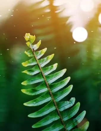 Sandra Roundtree Obituary and Online Memorial (2026)
