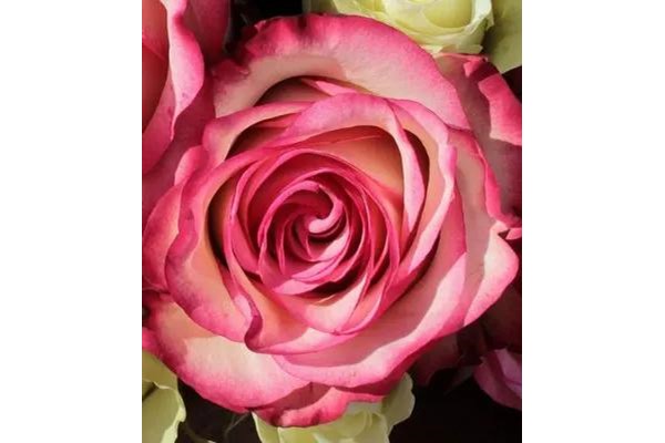 April Helen Viescas Lopez Obituary (2025) - Lancaster, CA - Halley ...