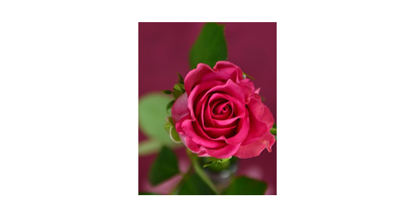 Heather Bollman Obituary (2026) - Westminster, CO - Parkview Funeral ...