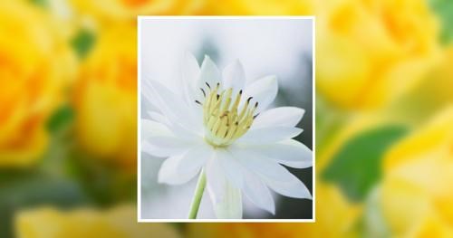 Judith Nancy "Judy" Williams Obituary (2025) - Douglasville, GA - Jones ...