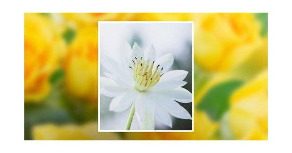 Judith Nancy "Judy" Williams Obituary (2025) - Douglasville, GA - Jones ...